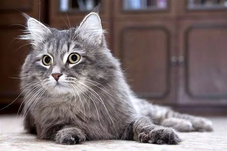 Cat Siberian