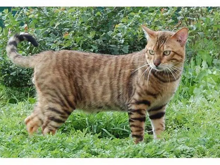 Ussuri katt (Ussuri): beskrivning av kattrasen med foton och videor 1037_1