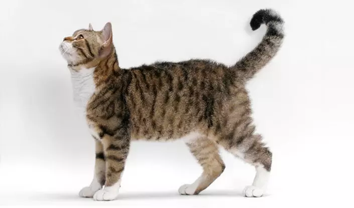 амерыканская жесткошерстная кошка выгляд з боку