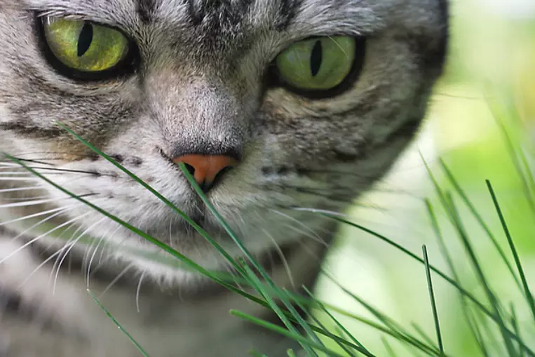 Amerikaanse korthaar kat op die foto