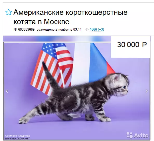 Amerikaanse korthaar katpryse in Moskou