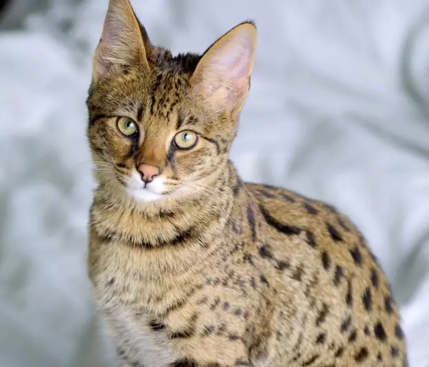 Savannah (kočka): popis plemene, charakter, recenze (foto a video)