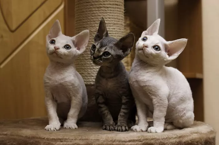 yavru kedi devon rex