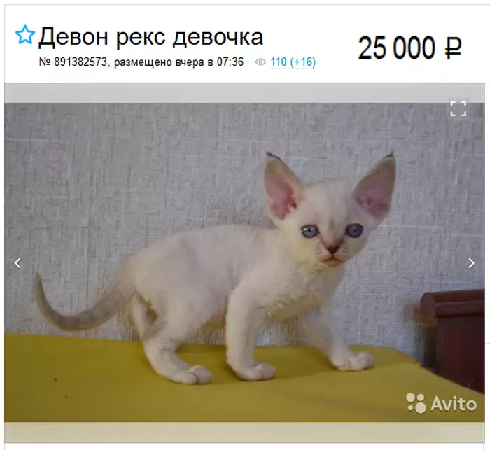 Devon Rex: fotoğraf, kedi ve kedi cinsinin tanımı, yavru kedi için incelemeler ve fiyatlar 1129_13