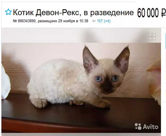 Devon Rex: lifoto, tlhaloso ea mofuta oa likatse le likatse, litlhahlobo le litheko tsa likatsana 1129_14