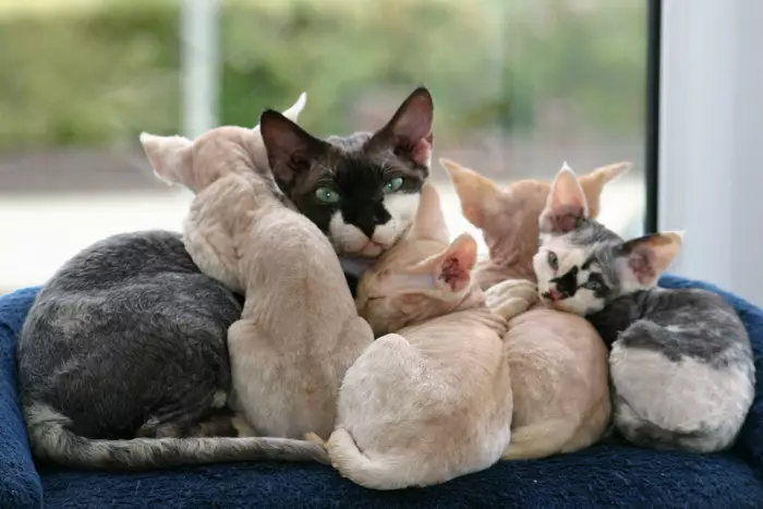 devon rex ជាមួយកូនឆ្មា