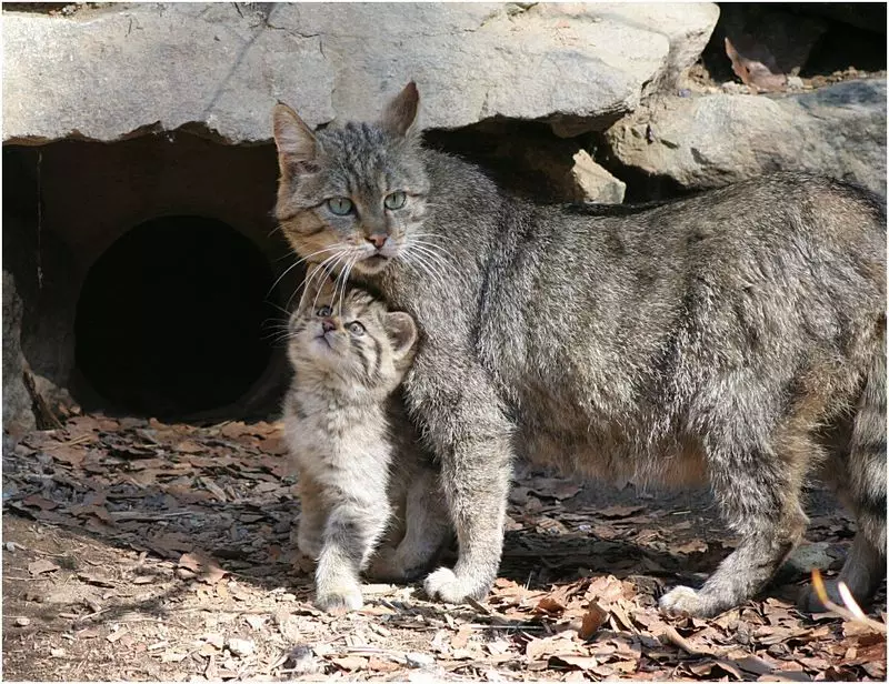 Европейска горска котка: описание на породата, характер (със снимка и видео)