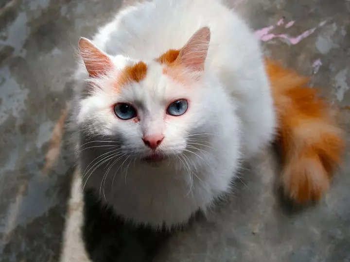 Τουρκικό βαν: περιγραφή της φυλής γάτας με φωτογραφίες και βίντεο 1141_10