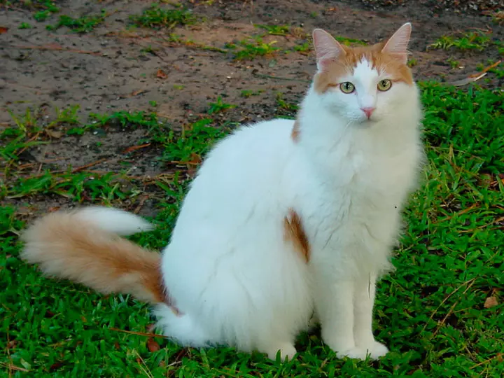 Τουρκικό βαν: περιγραφή της φυλής γάτας με φωτογραφίες και βίντεο 1141_13