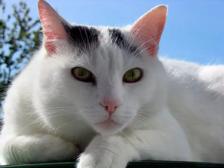 Τουρκικό βαν: περιγραφή της φυλής γάτας με φωτογραφίες και βίντεο 1141_14