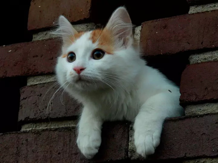 Τουρκικό βαν: περιγραφή της φυλής γάτας με φωτογραφίες και βίντεο 1141_7