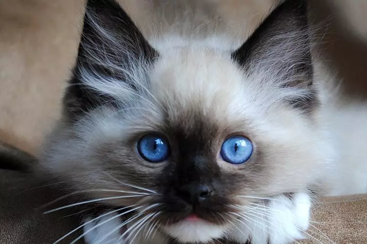 Gatinho ragdoll