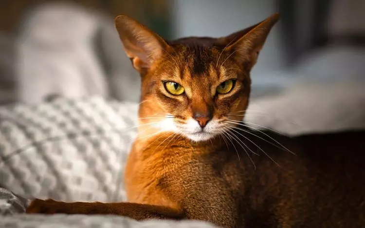 Ikati lase-Abyssinian