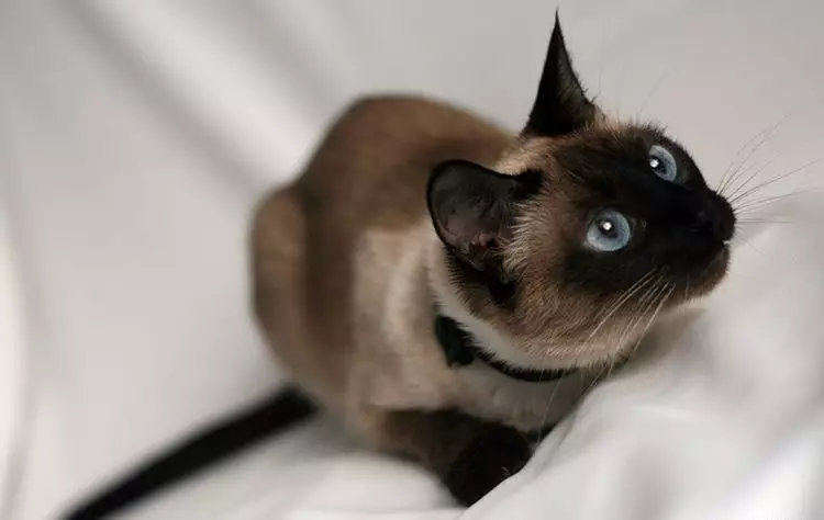 Siamese kat