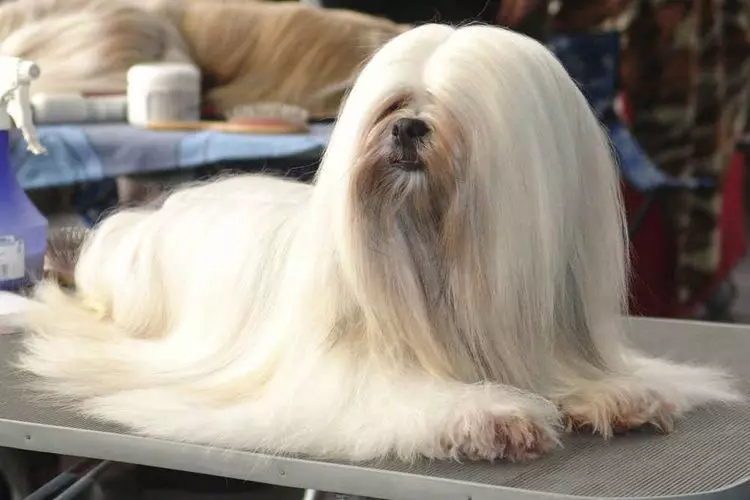 Lhasa Apso