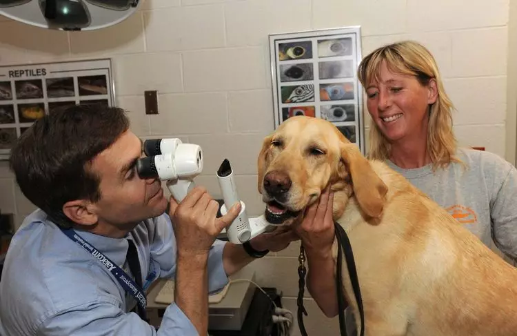 Diagnostica del pugno nell'occhio in un cane