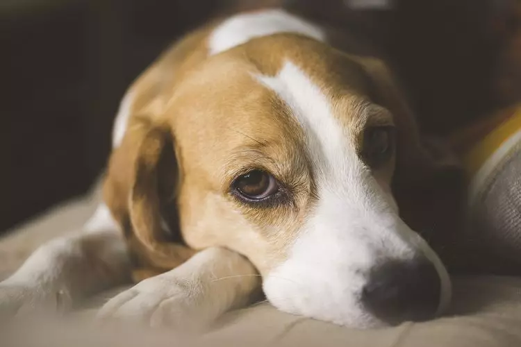 કૂતરાઓમાં આંતરડાના અવરોધ: લક્ષણો અને સારવાર | શું કરવું અને કેવી રીતે સારવાર કરવી