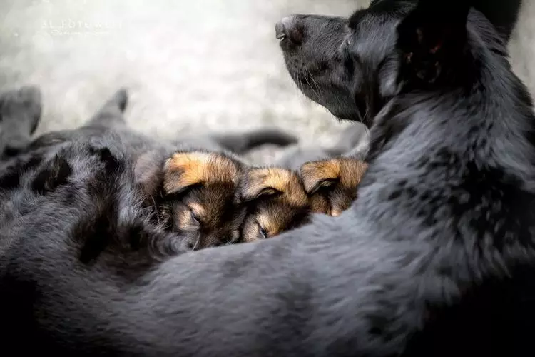 Anjing dan anak anjing yang baru lahir