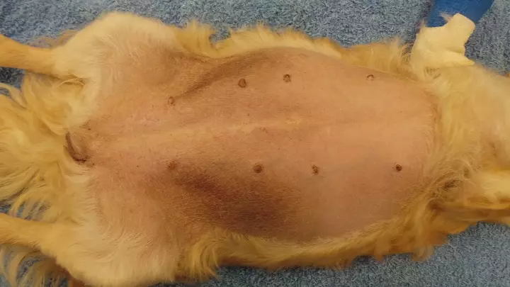 barriga agrandada con piometra nun can