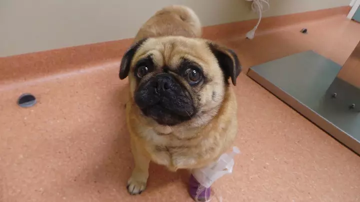 tractament de gossos amb piometra