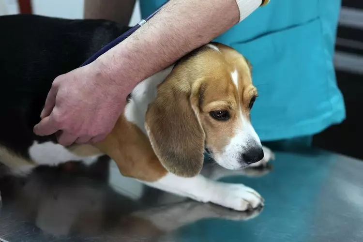 Stretching the hind paw in a dog