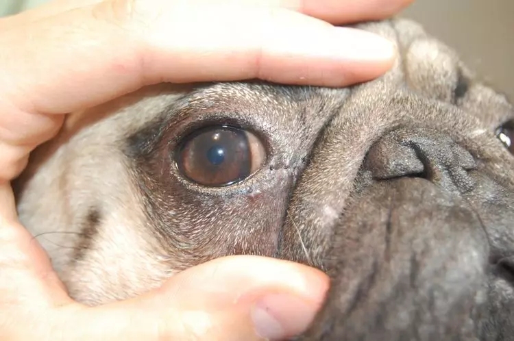 Irritação da córnea em um cachorro