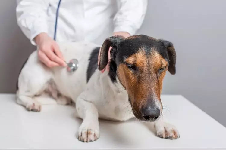 Veterinário examinando o cachorro