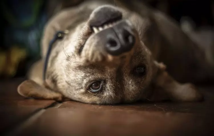 Vestibulair syndroom bij honden
