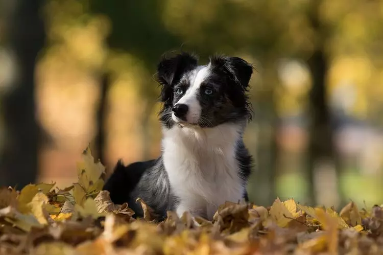 Hond in de bladeren