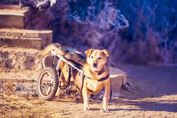 Paralisi delle zampe posteriori in un cane