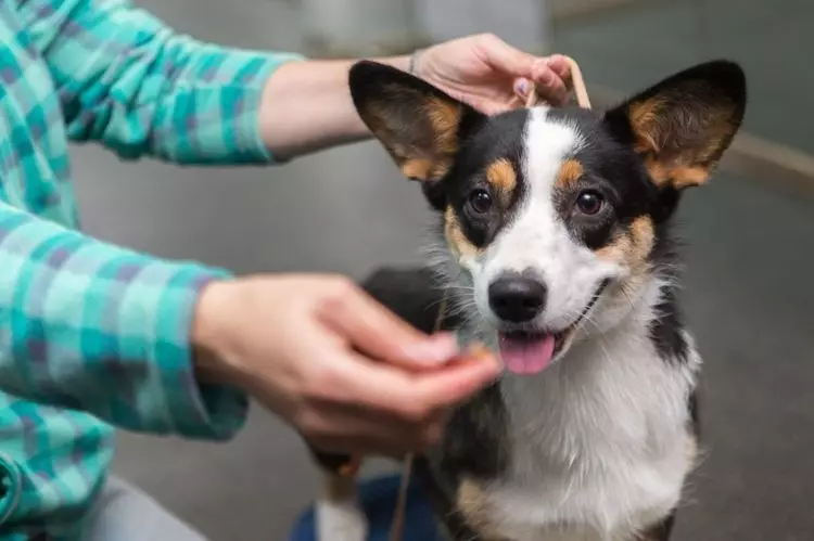 Anjing dina ujian dokter hewan