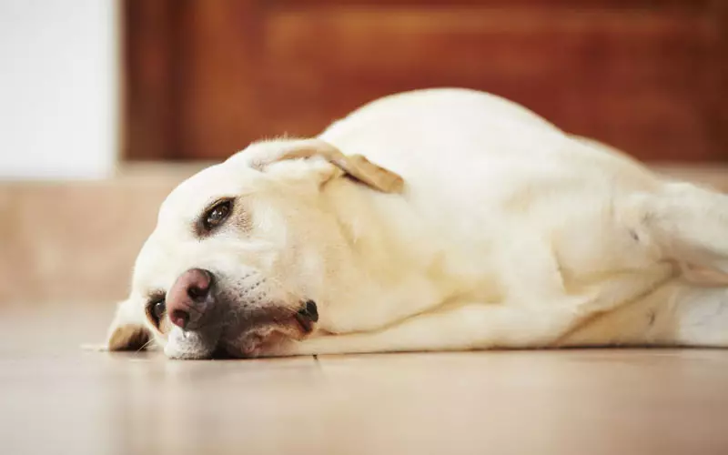 Белодробен едем кај куче - причини, дијагноза, третман