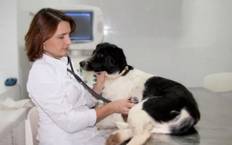 Ką reikia žinoti apie šunų plaučių edemą