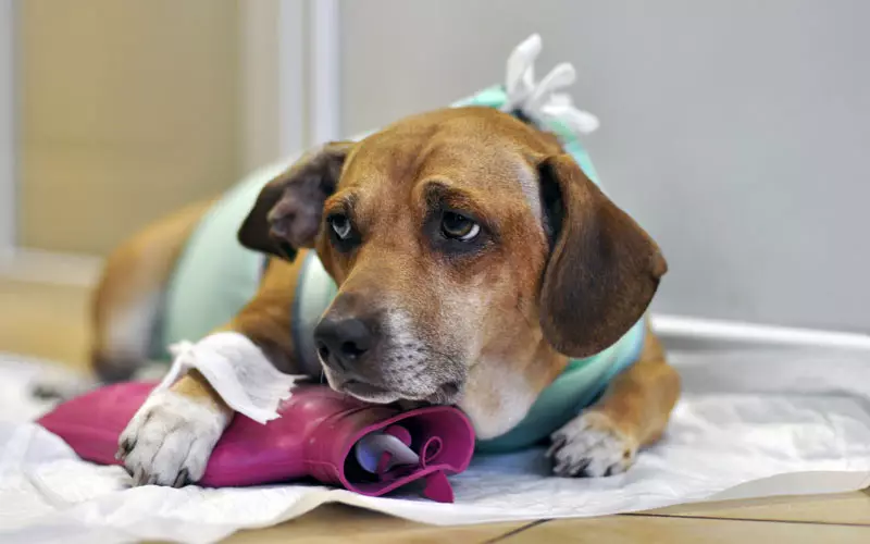 Perawatan edema paru dina anjing - jaman recovery