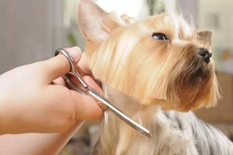 Dog grooming