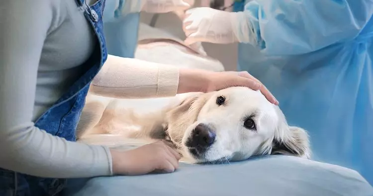 Collasso della trachea in un cane