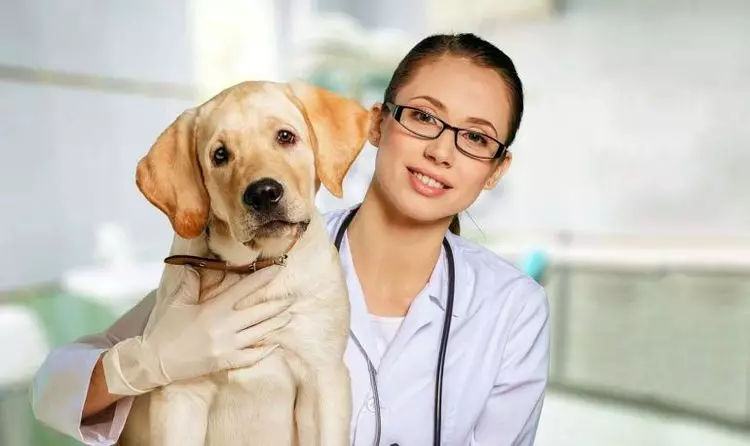 Câine la veterinar