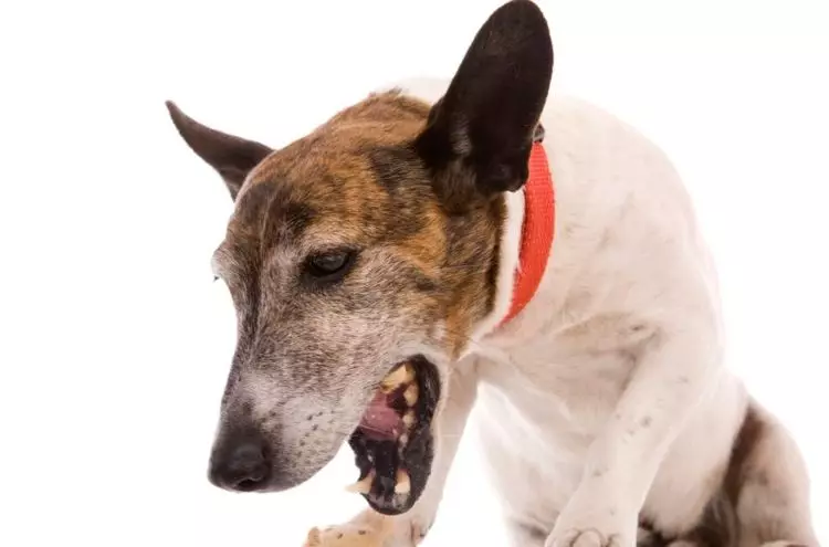 כלבת שיעול בכלבים: תסמינים וטיפול | ציפור איך להתייחס