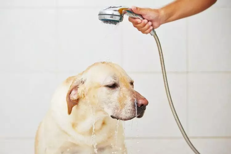 Labrador in the bathroom