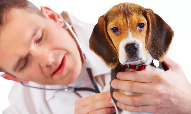 auscultation of the lungs for coughing in a dog