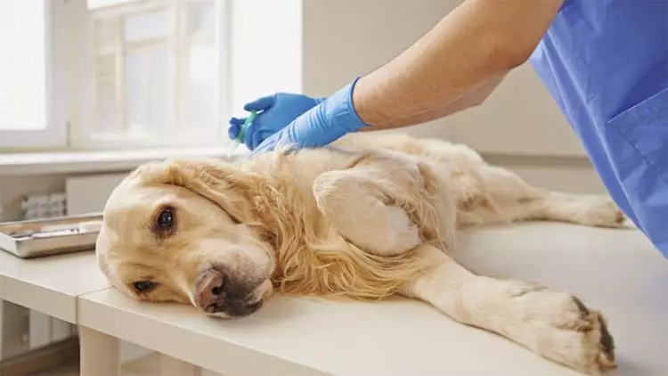 Dog at the vet