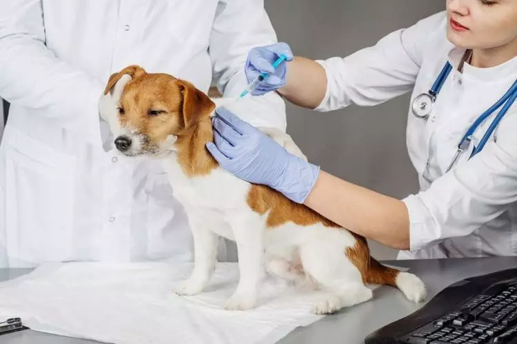 Behandlung von Borreliose bei Hunden