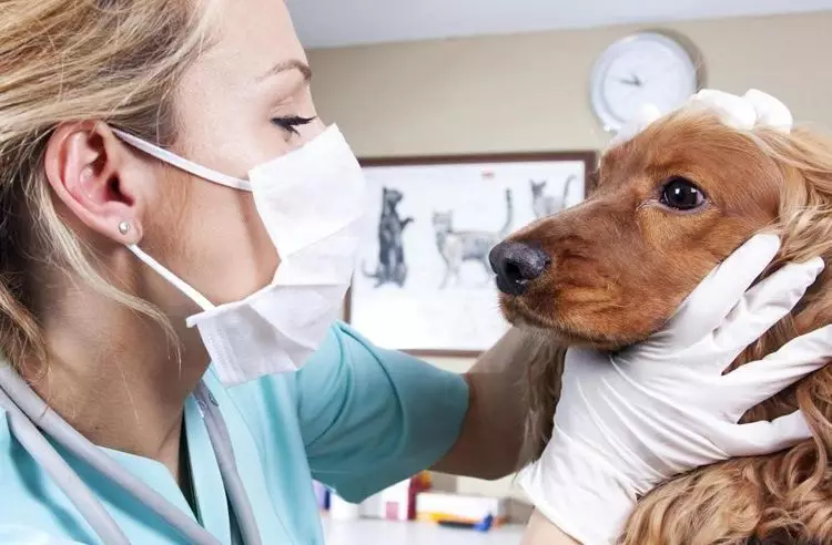 Veterinar care examinează câinele