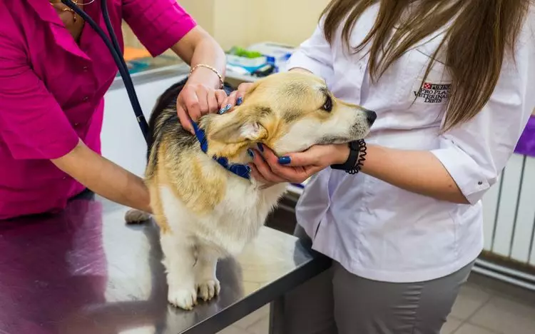 Kontrola psa veterinárnym lekárom