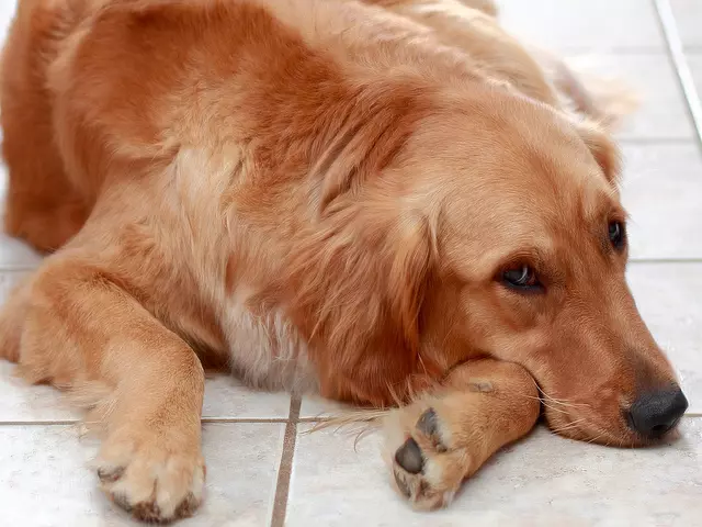 Köpəklərdə qastrit: səbəbləri, simptomları və müalicəsi 1636_1