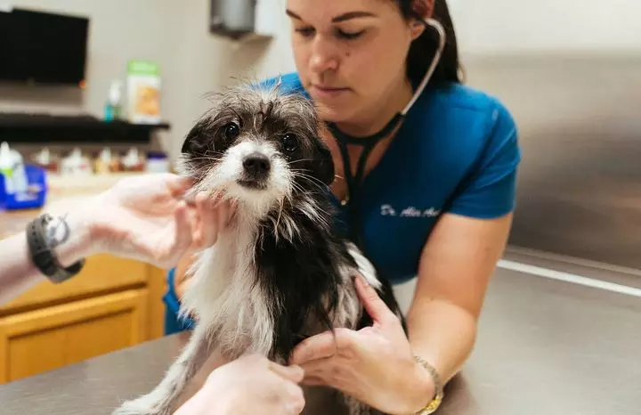 Šuo pas veterinarą