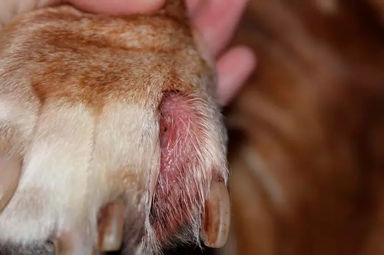 Międzypalcowe zapalenie skóry u psów