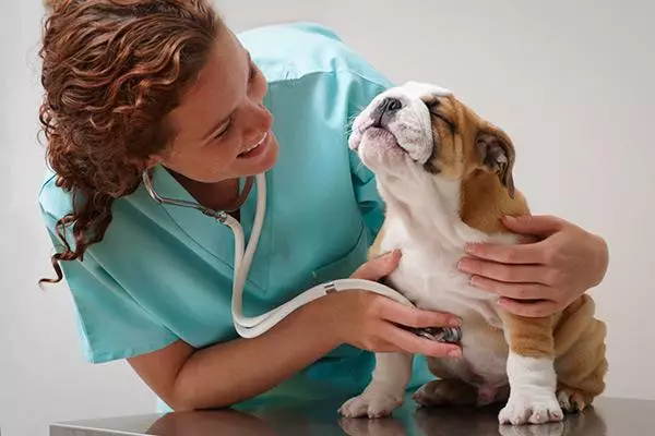 traitement de la diarrhée chez le chien