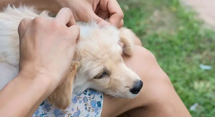 Лечение на бълхи за кучета