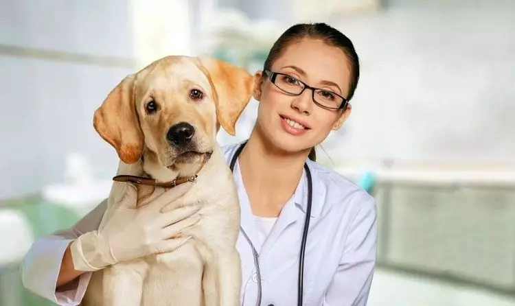 Tierarzt untersucht einen Labrador Retriever